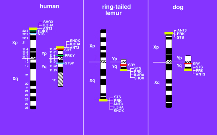 Sex Determination In Mammals Coordination By The Endocrine System